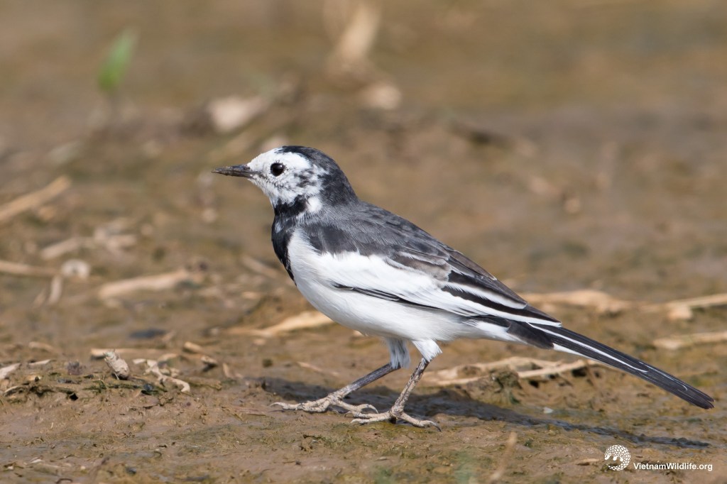 Chìa vôi trắng Trung quốc / Chinese wagtail | Vietnam Wildlife