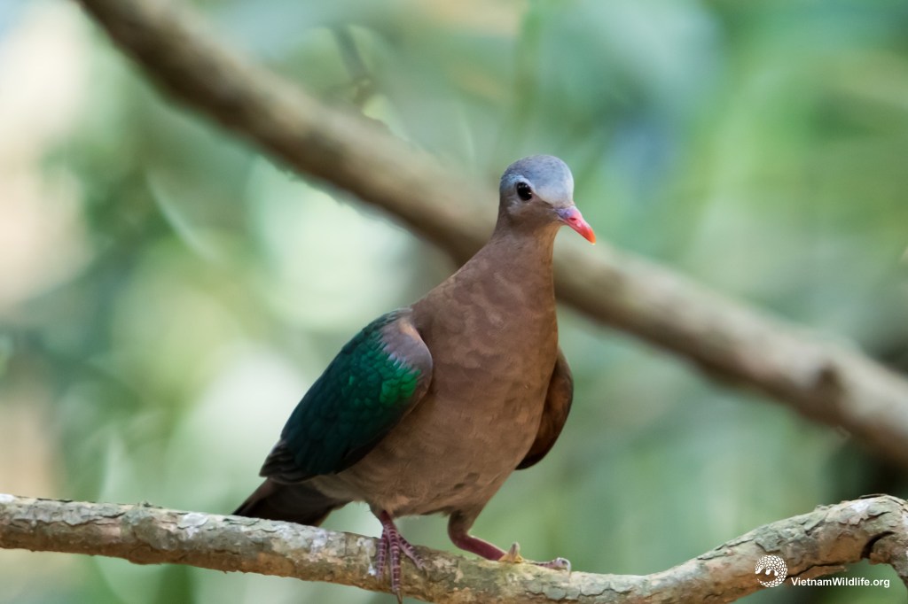 Cuculiformes, Bộ Cu cu | Vietnam Wildlife