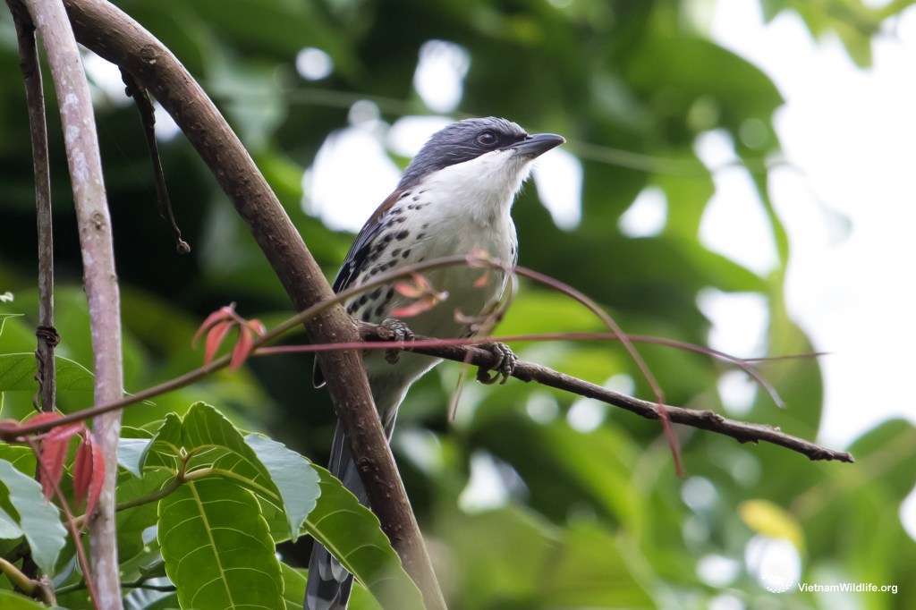 Mi Langbian – Grey-crowned Crocias | Vietnam Wildlife