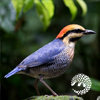 duoi cut dau do | Vietnam Wildlife