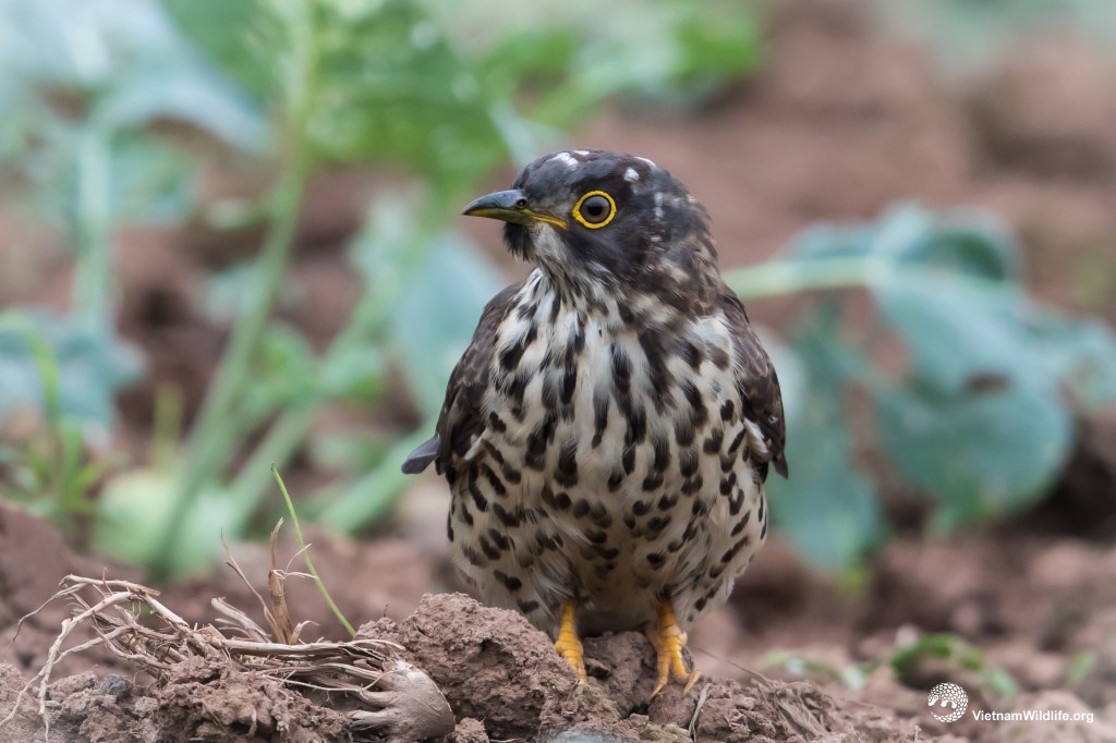 Cuculiformes, Bộ Cu cu | Vietnam Wildlife