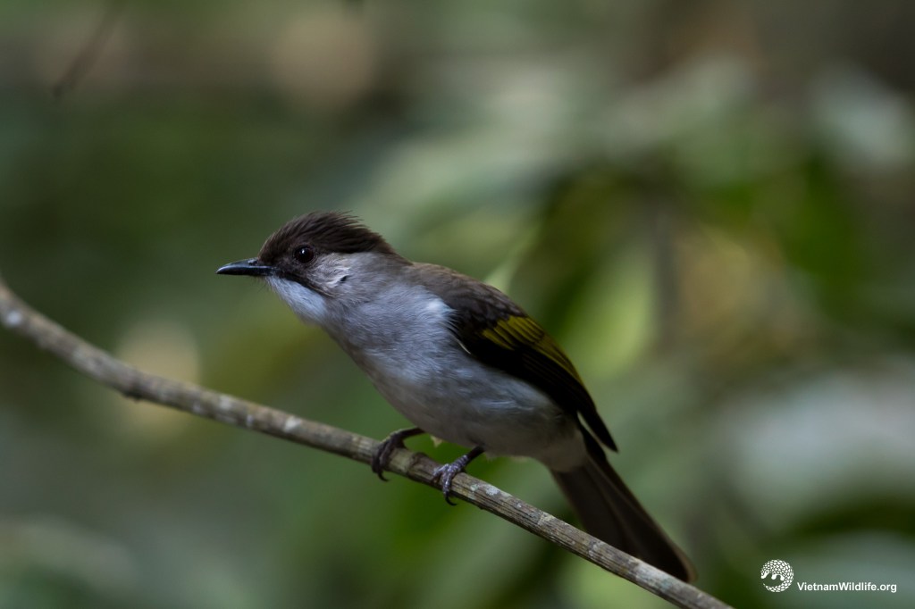 Cành cạch xám – Ashy bulbul | Vietnam Wildlife