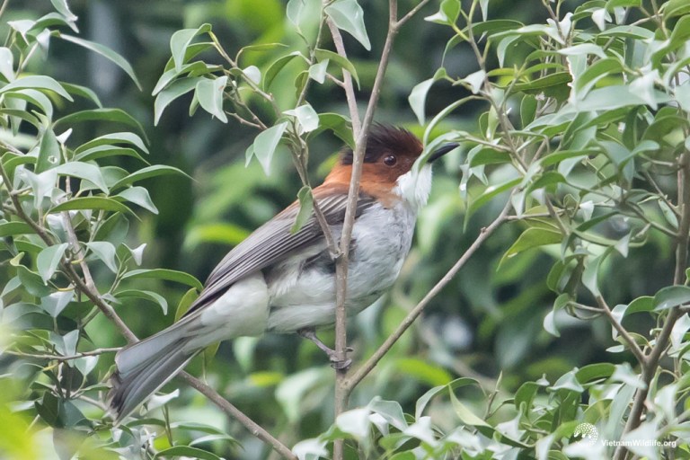 Cành cạch hung – Chestnut bulbul | Vietnam Wildlife