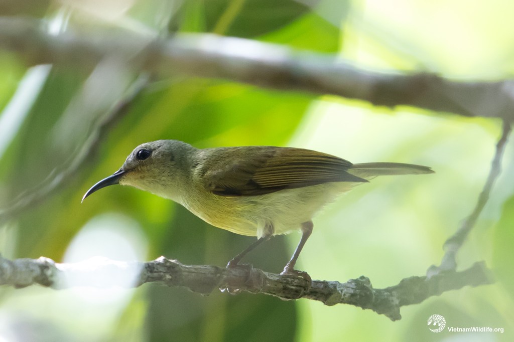 Hút mật họng vàng Trung bộ – Annam Sunbird | Vietnam Wildlife