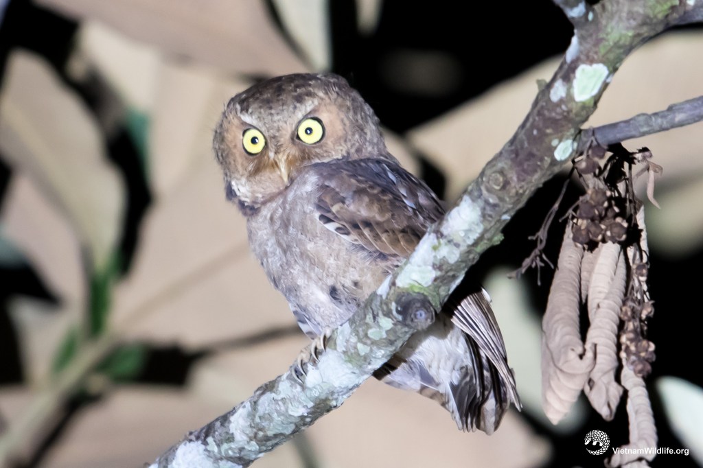Cú mèo Latusơ / Mountain scops owl | Vietnam Wildlife