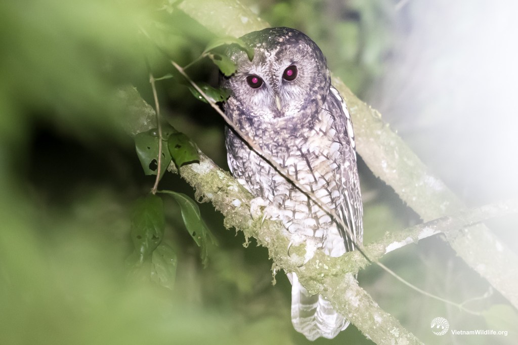 Hù Nivicon – Himalayan owl | Vietnam Wildlife