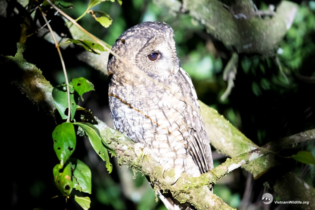 Hù Nivicon – Himalayan owl | Vietnam Wildlife