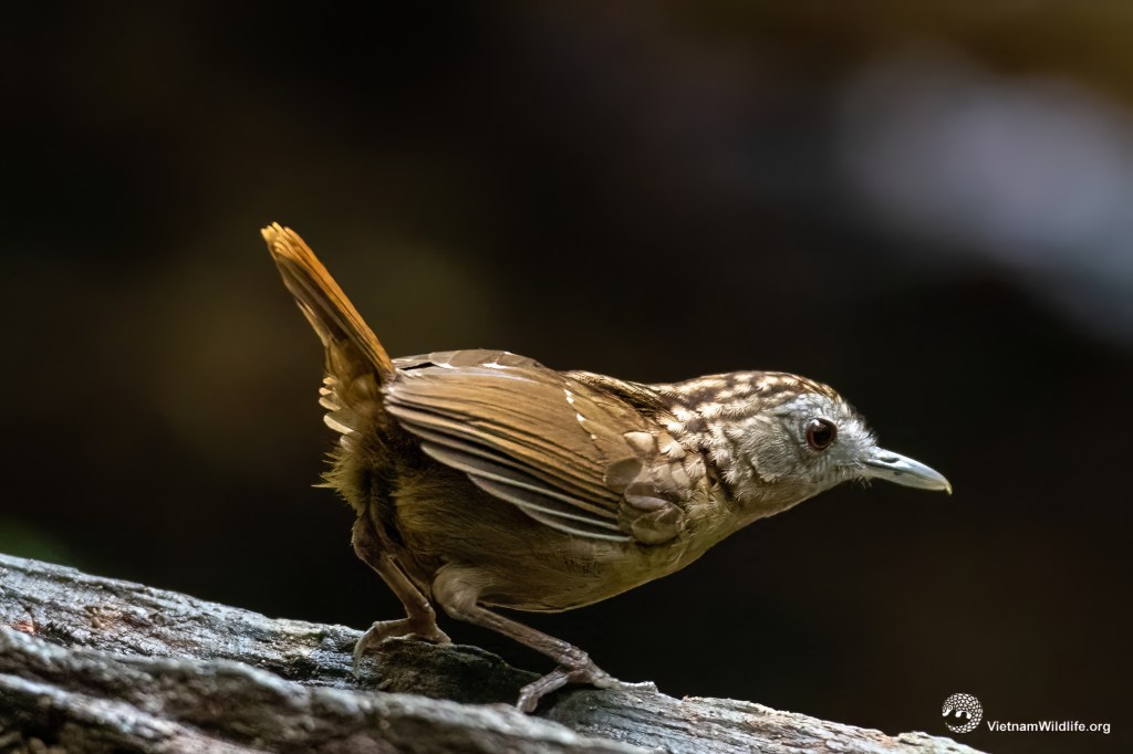 Bird, Vietnam | Vietnam Wildlife