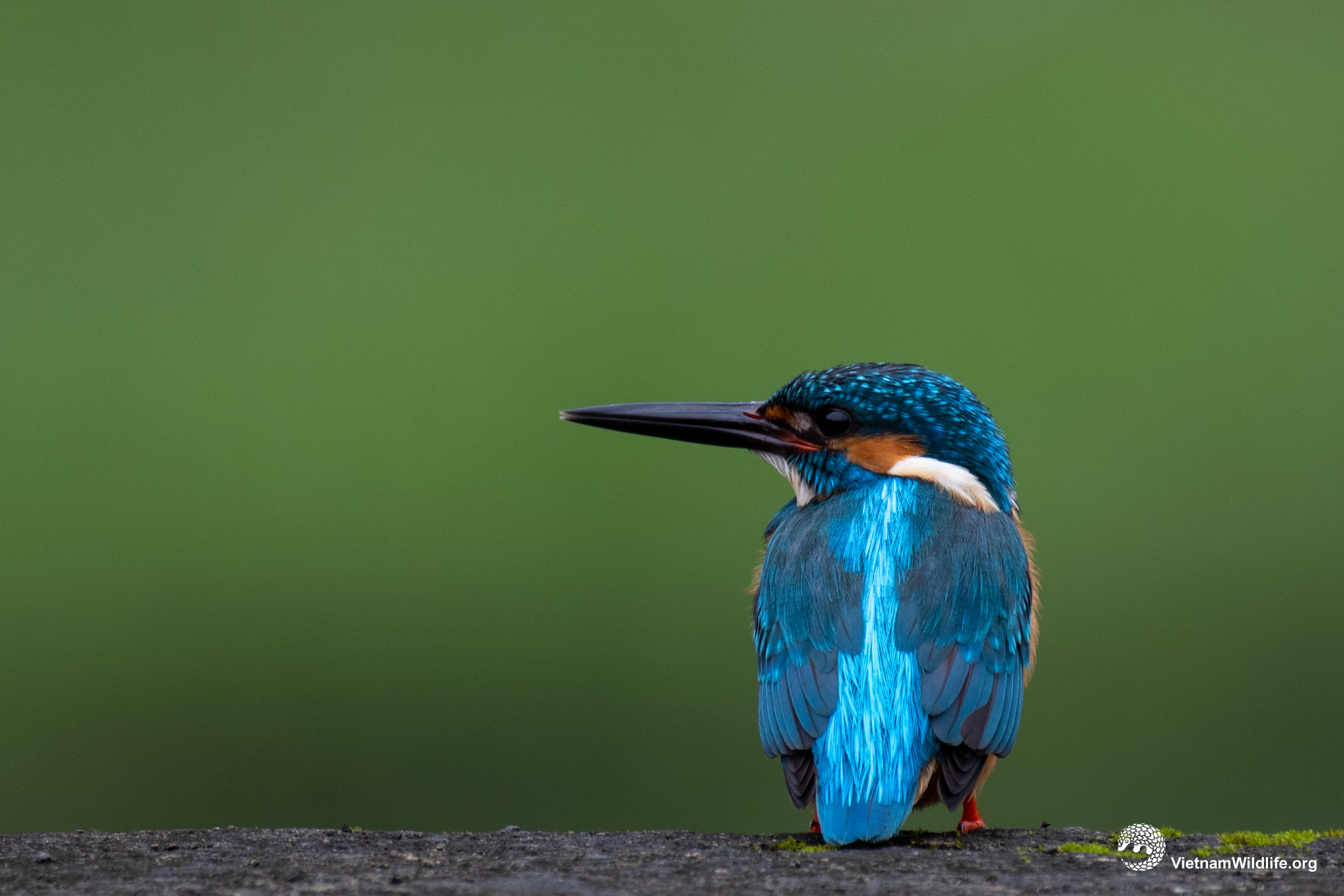 Cuculiformes, Bộ Cu cu | Vietnam Wildlife