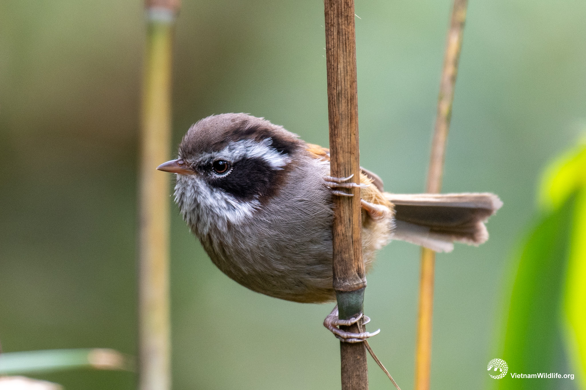 Cuculiformes, Bộ Cu cu | Vietnam Wildlife