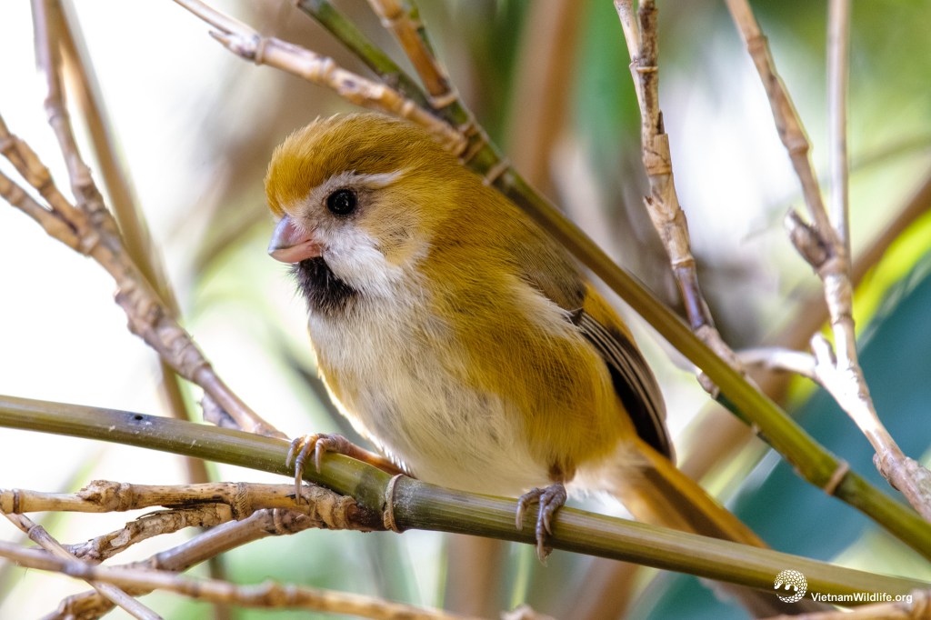 Khướu mỏ vẹt vàng – Golden parrotbill | Vietnam Wildlife