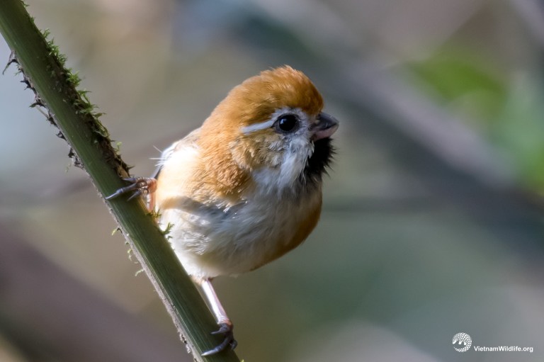 Khướu mỏ vẹt vàng – Golden parrotbill | Vietnam Wildlife