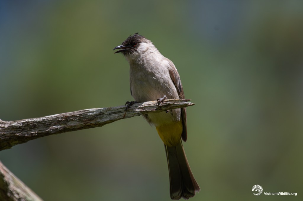Bông lau đít vàng – Southern sooty-headed Bulbul | Vietnam Wildlife