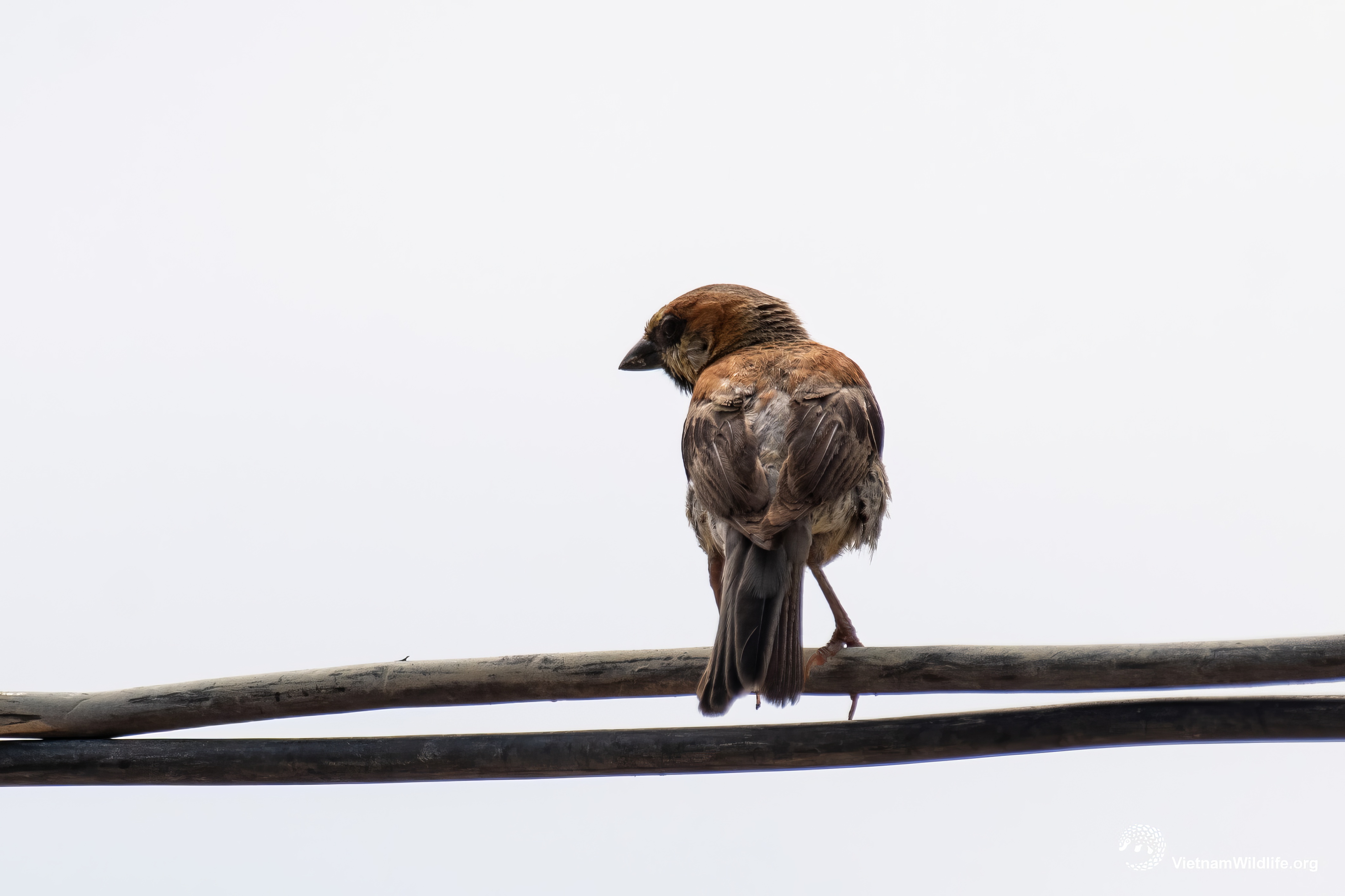 Sẻ bụi vàng / Plain-backed sparrow | Vietnam Wildlife