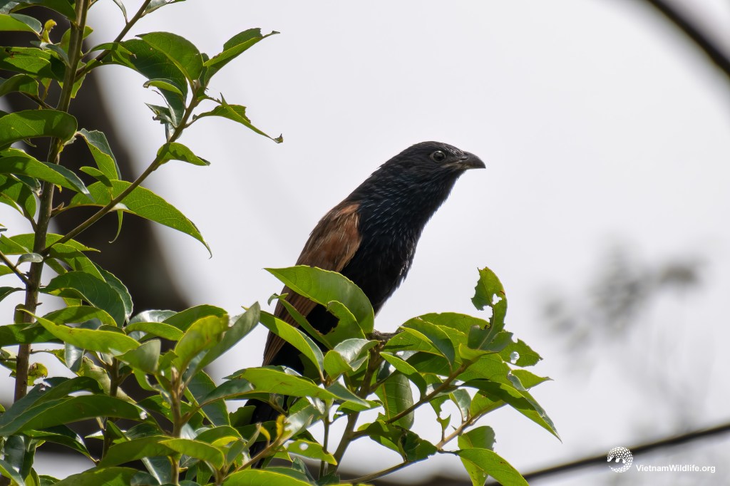 Bìm bịp nhỏ / Lesser coucal | Vietnam Wildlife