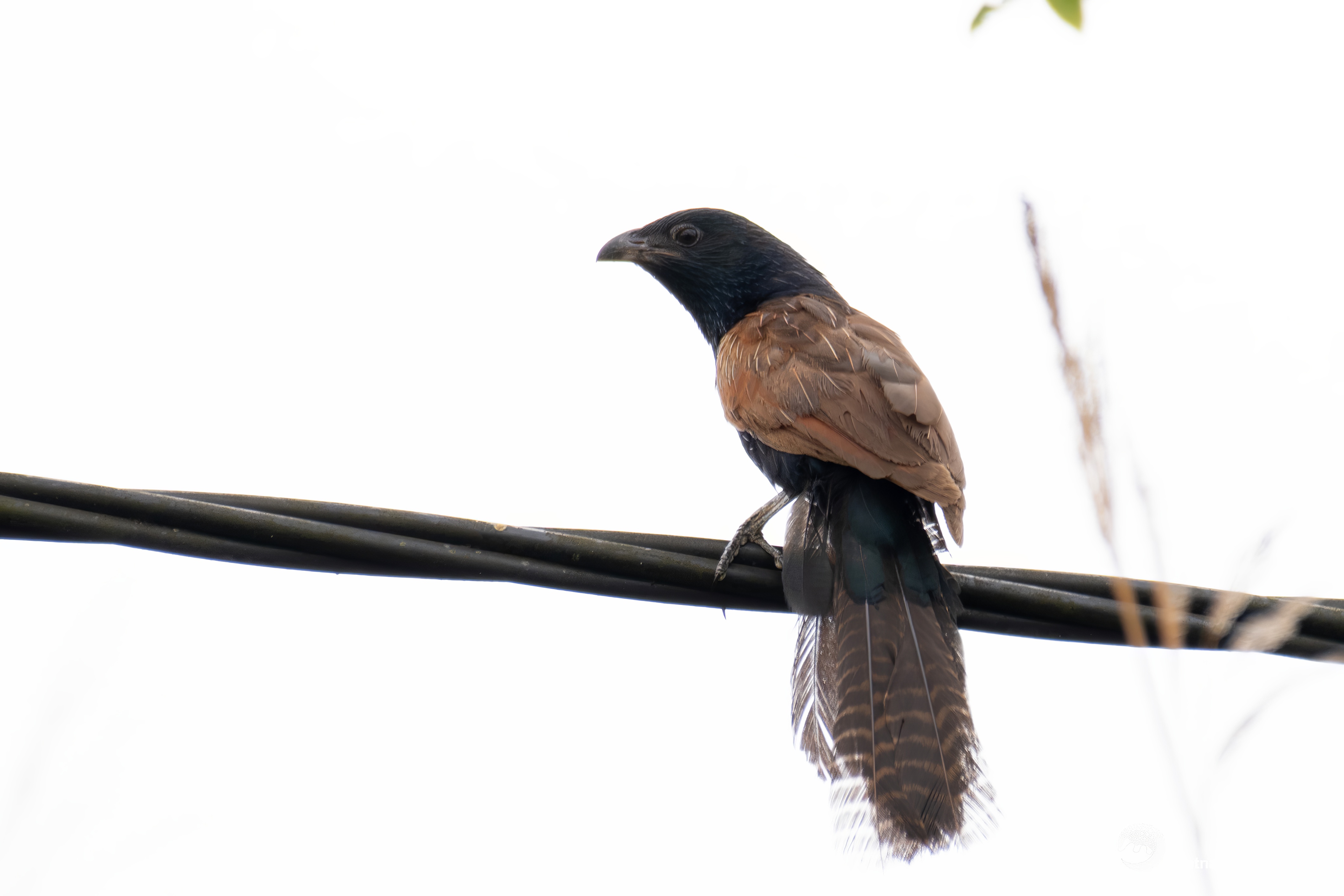 Bìm bịp nhỏ / Lesser coucal | Vietnam Wildlife