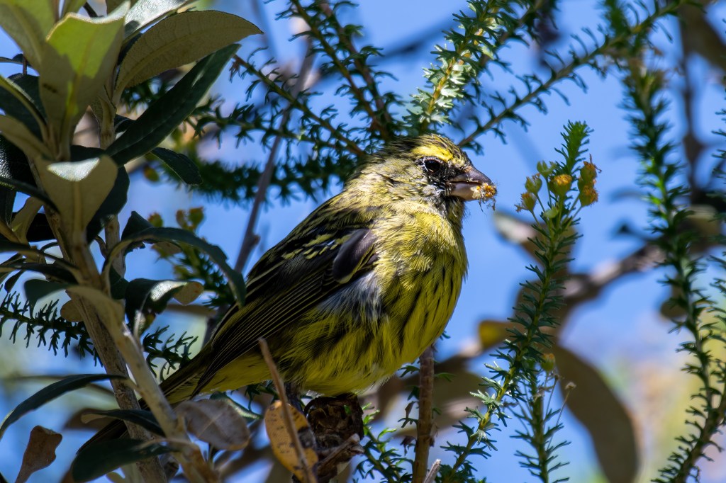 A day of bird watching in South Africa | Vietnam Wildlife