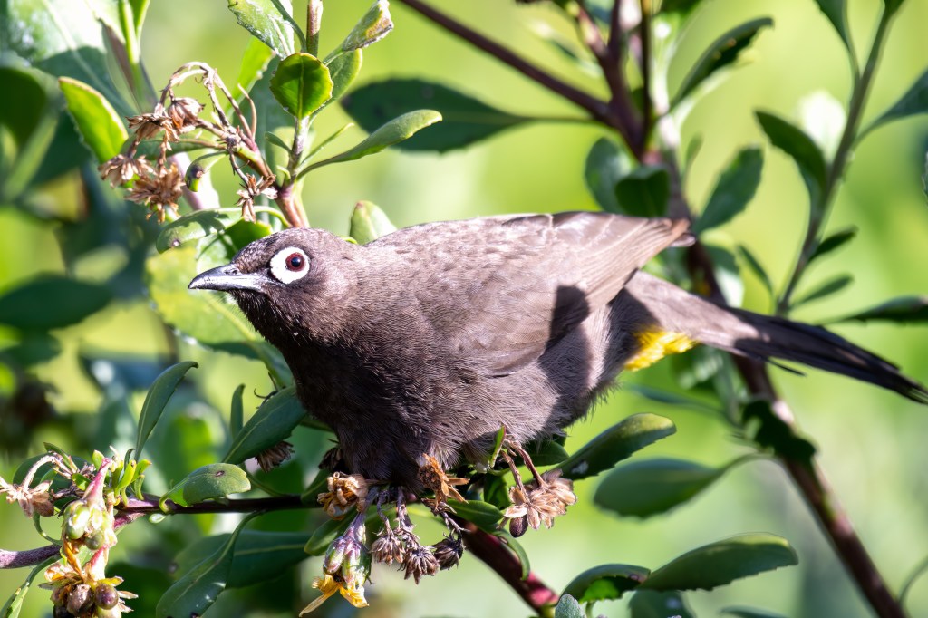 A day of bird watching in South Africa | Vietnam Wildlife