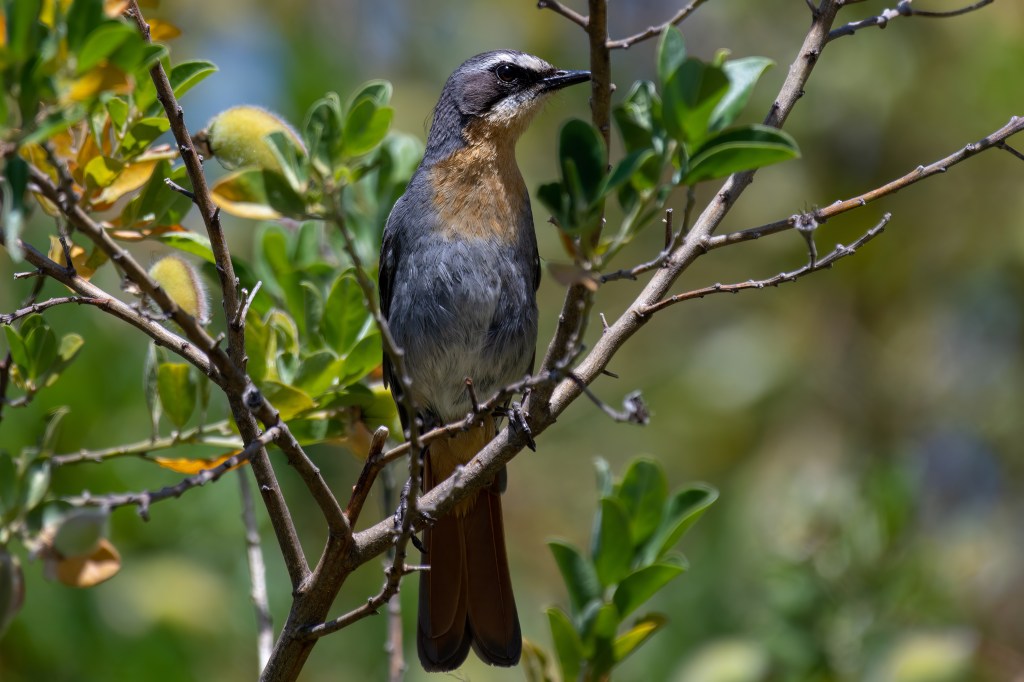 A day of bird watching in South Africa | Vietnam Wildlife