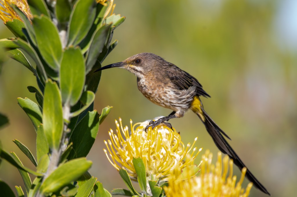 A day of bird watching in South Africa | Vietnam Wildlife