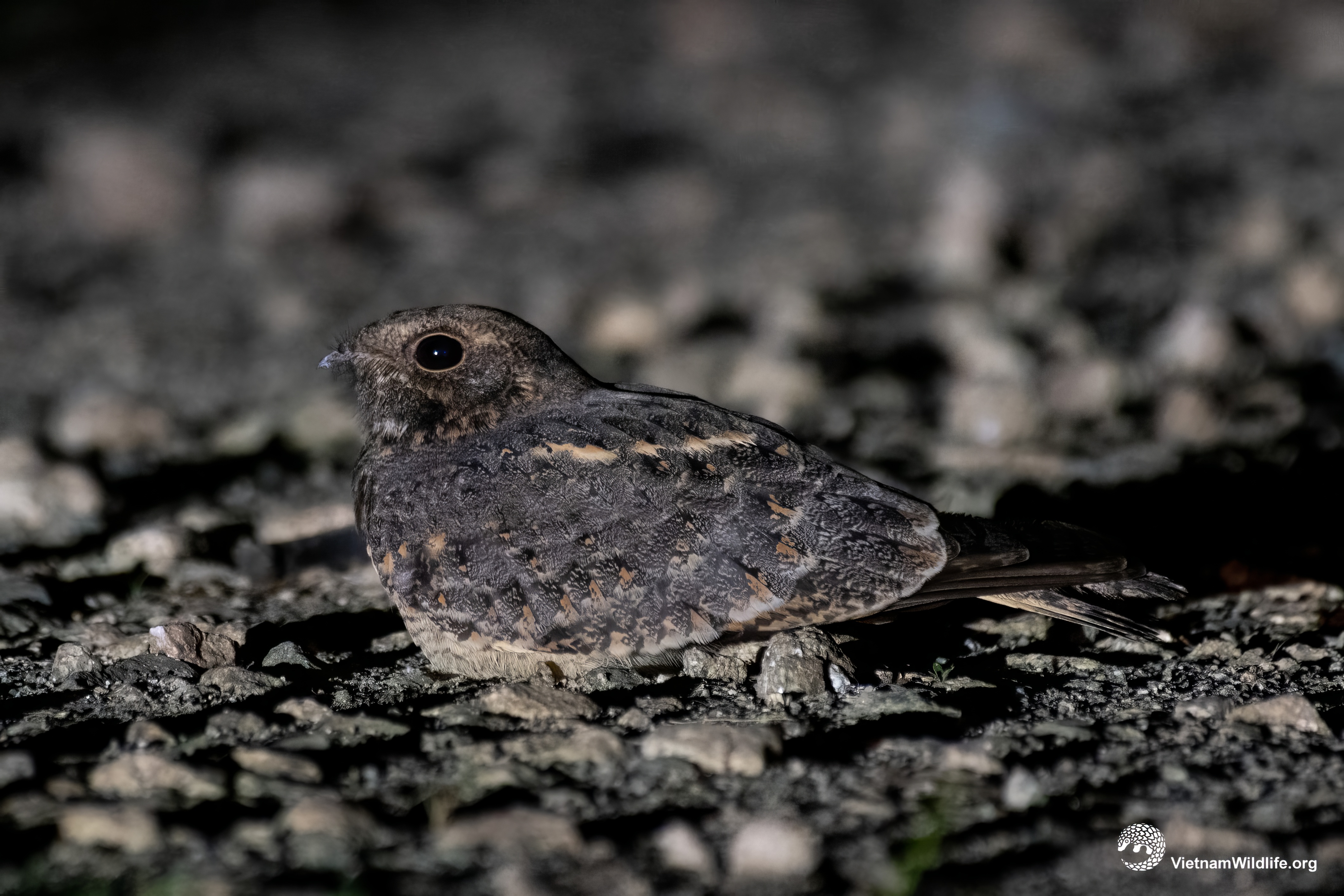 Cú muối Savan / Savanna nightjar | Vietnam Wildlife