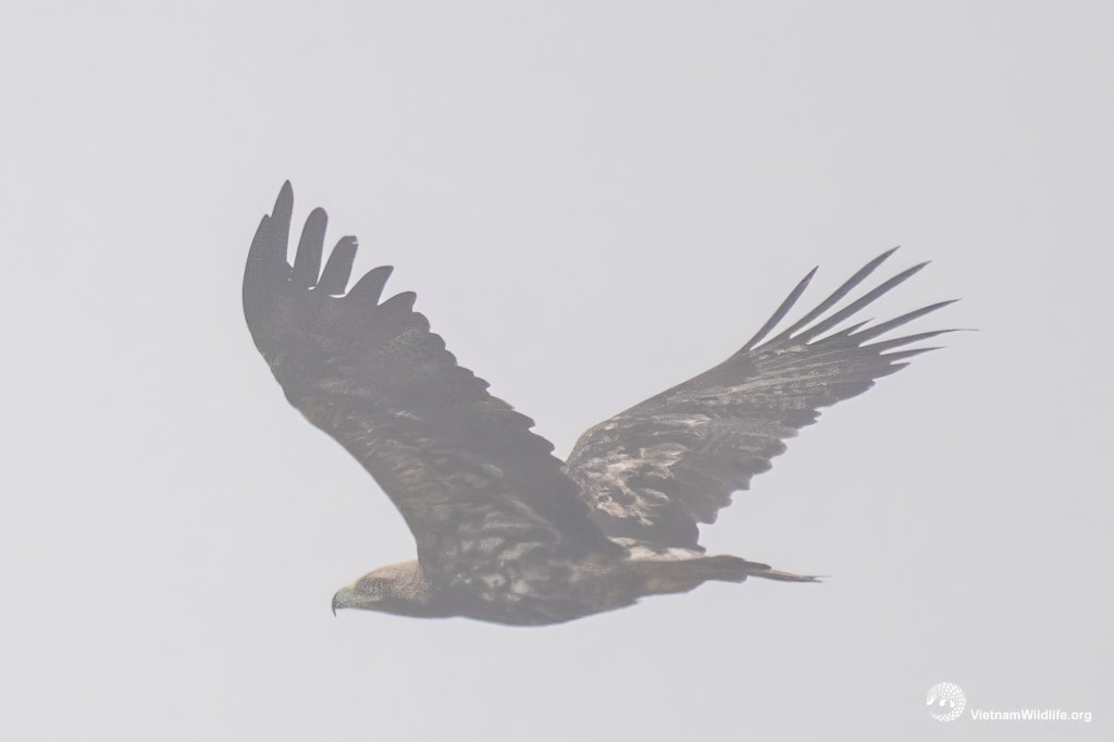 Đại bàng đầu nâu / Imperial eagle | Vietnam Wildlife