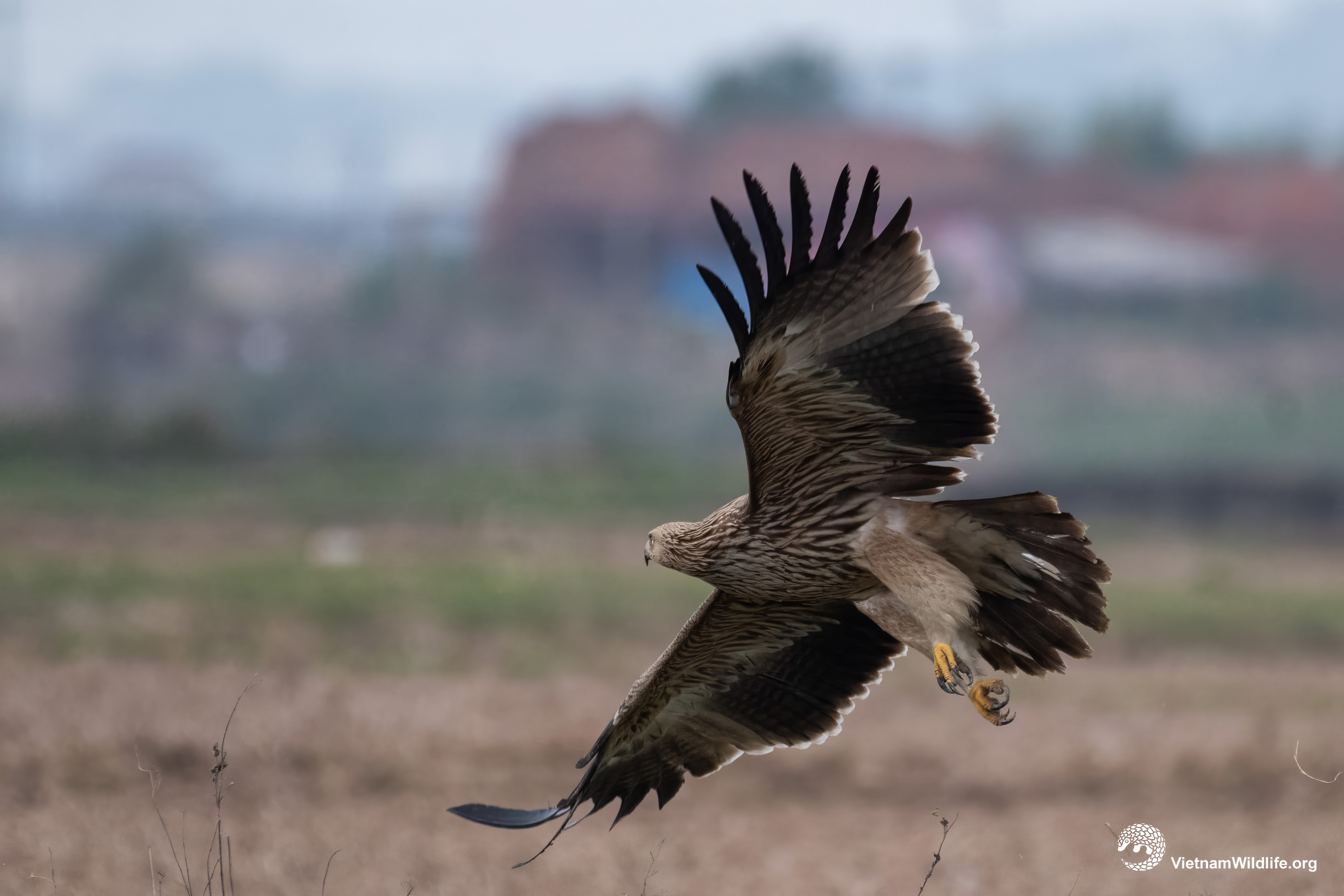 Đại bàng đầu nâu / Imperial eagle | Vietnam Wildlife
