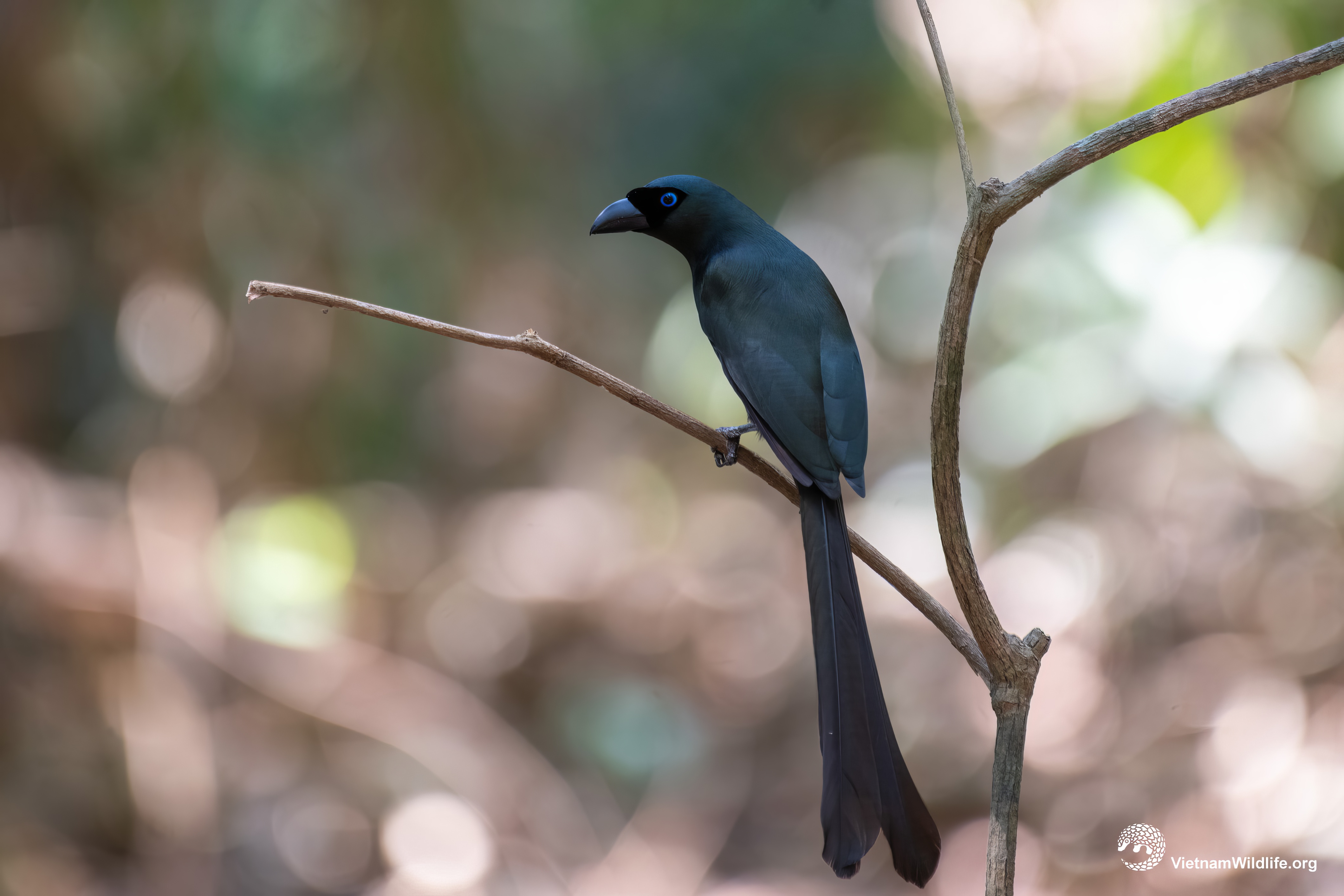 Bird, Vietnam | Vietnam Wildlife