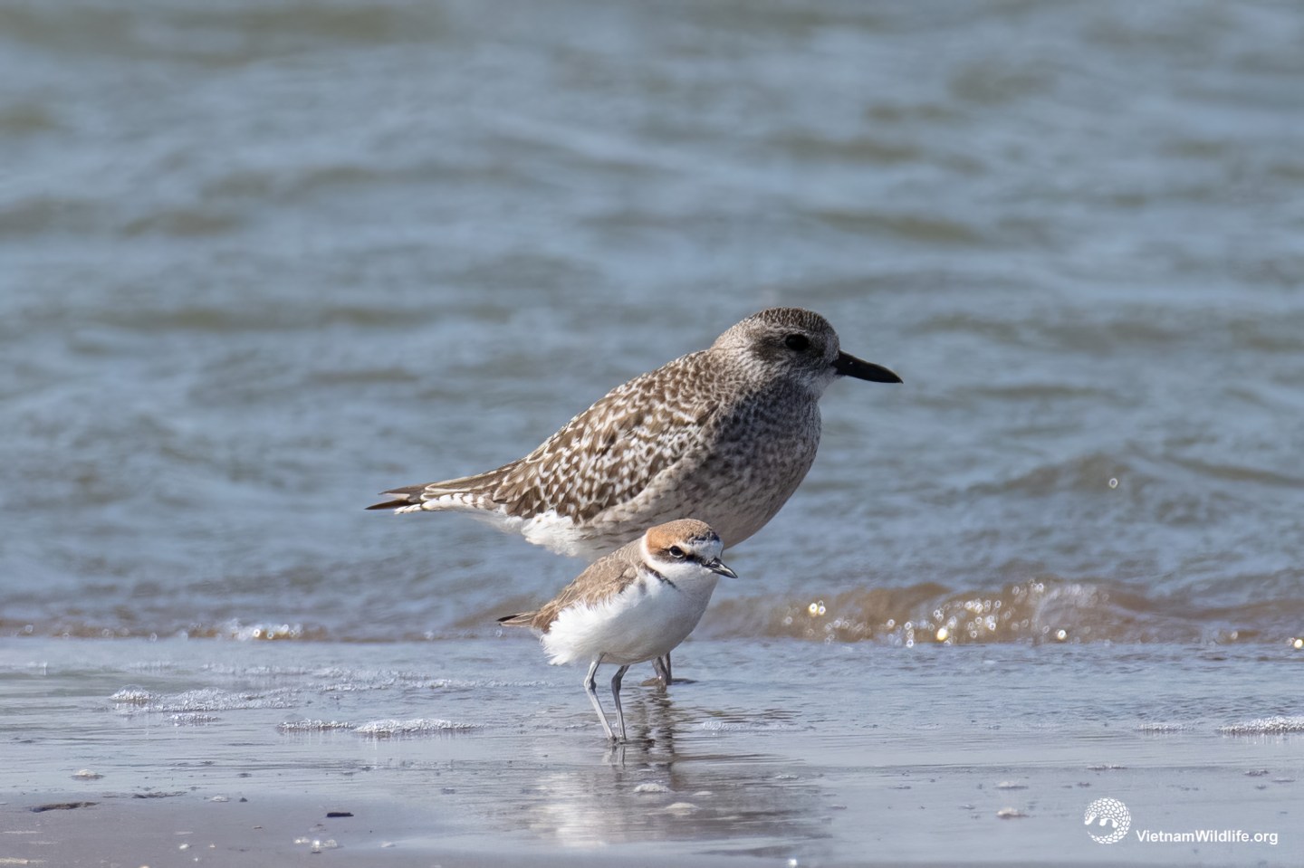 Choi choi xám / Grey Plover | Vietnam Wildlife